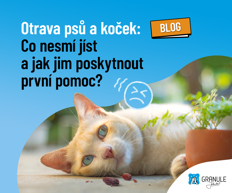 Otrava psů a koček: Co nesmí jíst a jak jim poskytnout první pomoc
