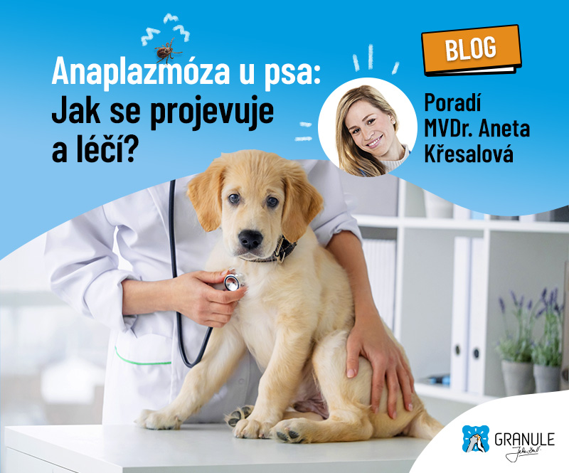 Anaplazmóza u psa: Jak se projevuje a léčí? Rady přímo od veterinářky
